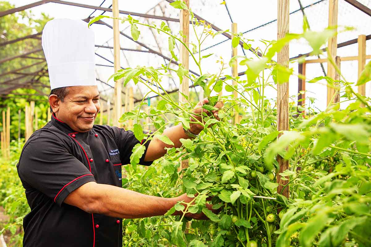 Innahura Maldives Resort Expands Organic Vegetable & Herb Garden ...