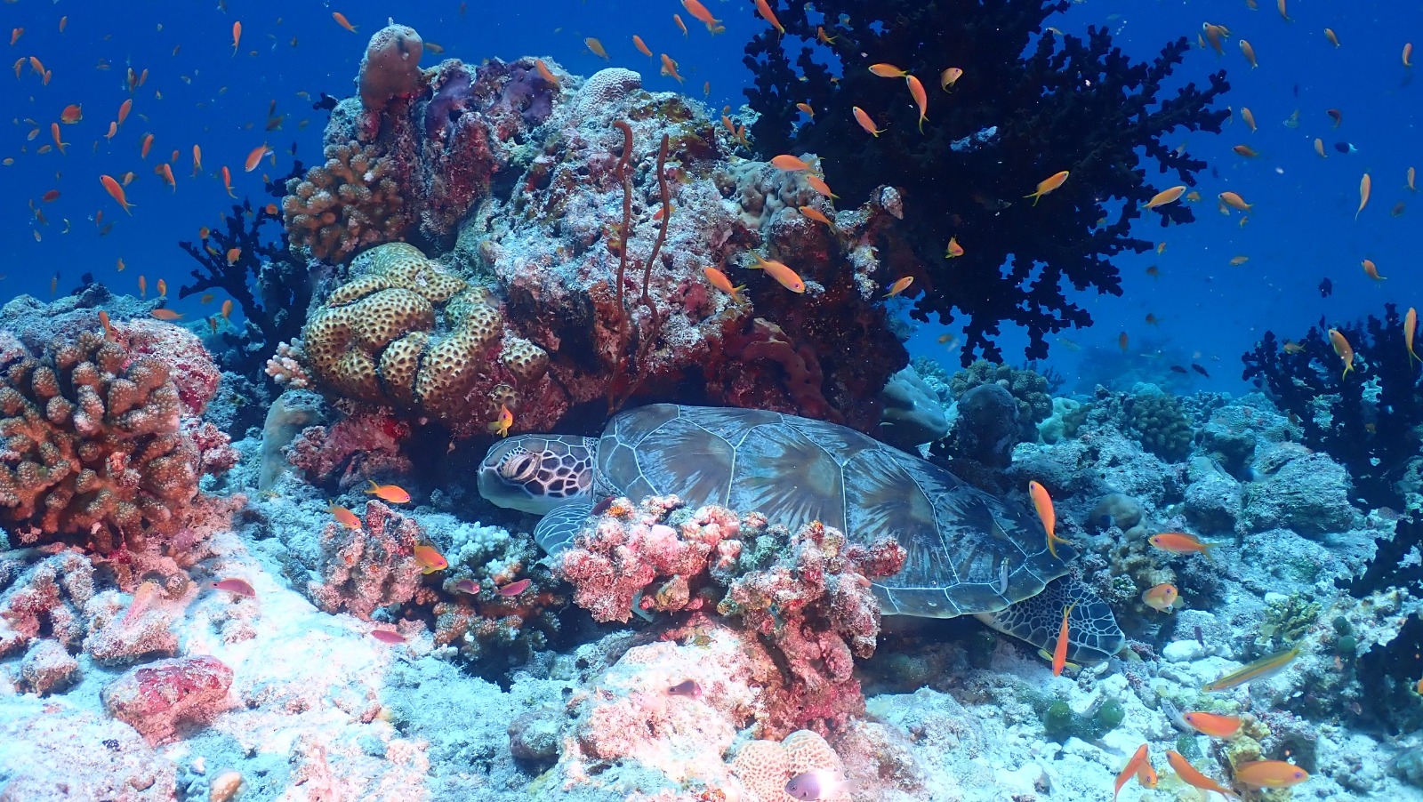 Diving into Blue: Uncovering the Maldives’ Most Spectacular Dive Sites ...
