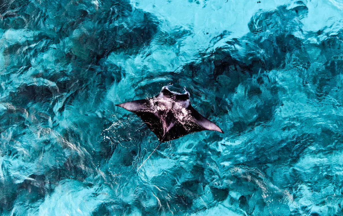 Meet Your Manta Mates at The Standard, Maldives – Maldives Virtual Tour