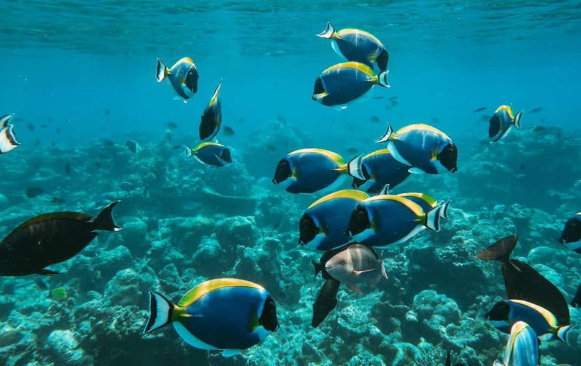 Discover the Depths of Makunudu Island’s Ultimate Ocean Adventures ...